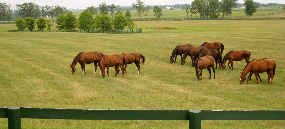 Classification of Livestock - Class Notes