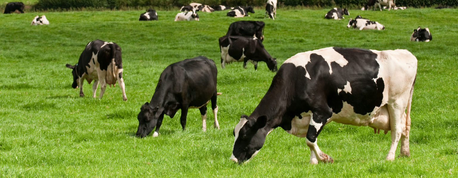 Classification of Livestock - Class Notes