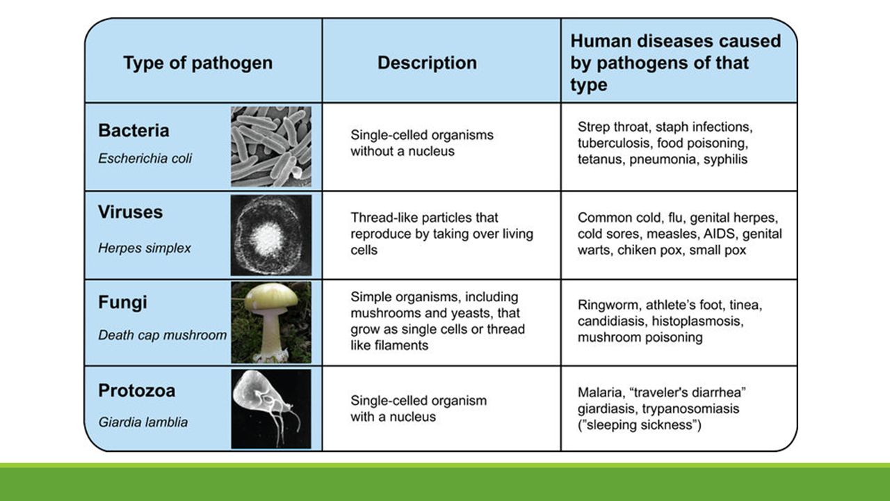 Diseases Caused by Pathogens and Their Prevention - ClassNotes.ng