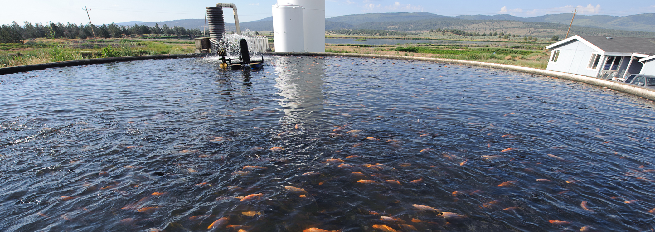 Fish Farming II - Class Notes