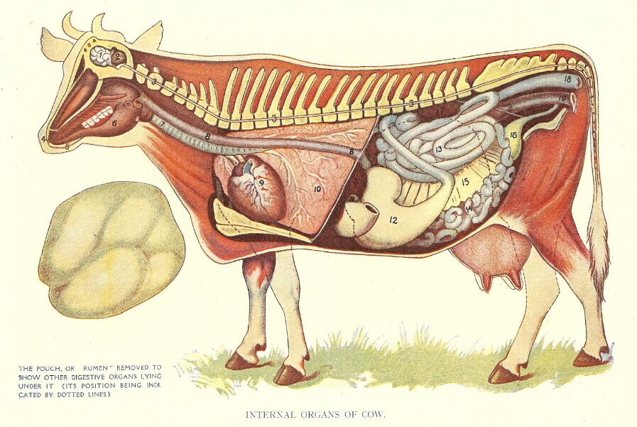 Anatomy And Physiology Of Farm Animals ClassNotes ng