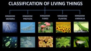Classification Of Living Things - Class Notes