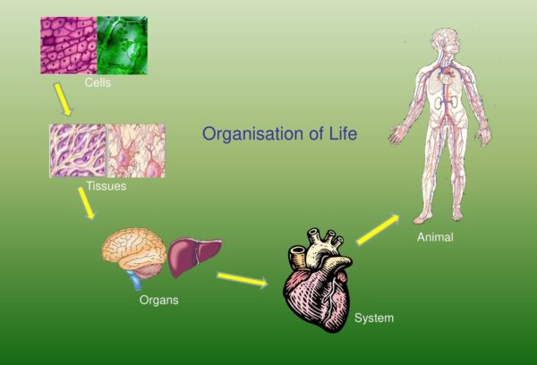 Organisation of Life - ClassNotes.ng