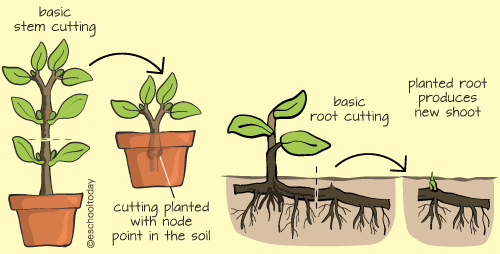 Propagation of Crops - ClassNotes.ng