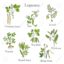 Pasture and Forage Crops - Class Notes