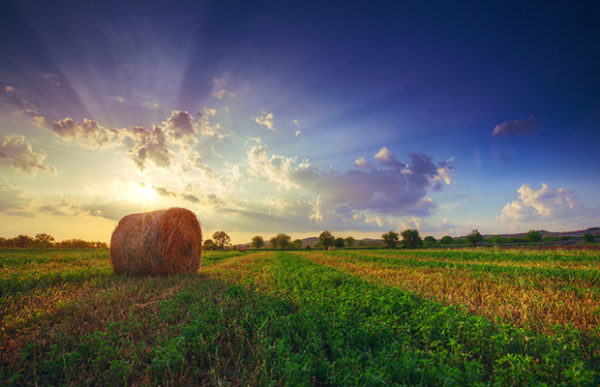 Pasture and Forage Crops - Class Notes