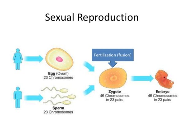 Sexual Reproduction - ClassNotes.ng