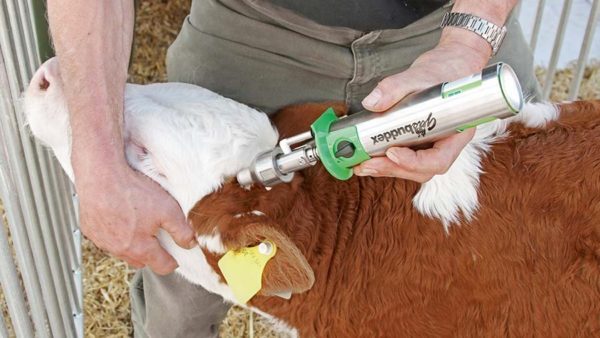 Principles of Animal Health Management - Class Notes