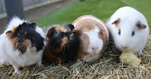 Classification Of Farm Animals II - Class Notes