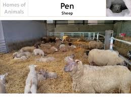 ANIMALS II - ClassNotes.ng