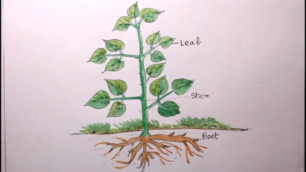 FEATURES OF PLANTS - Class Notes