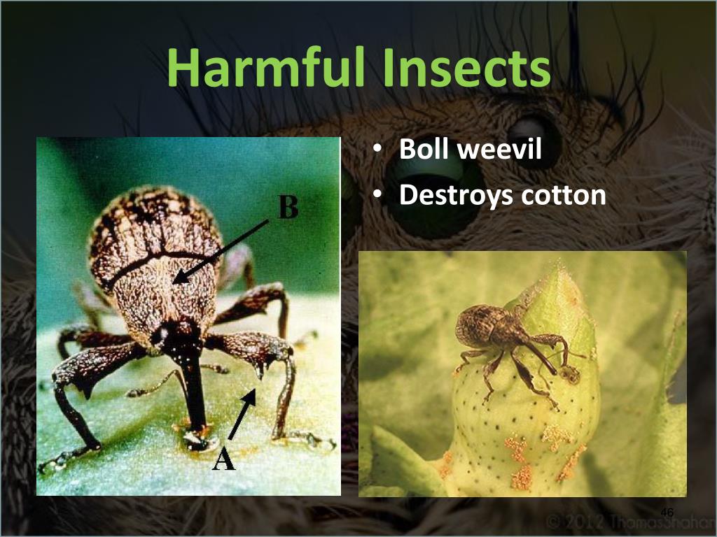 Insects: Damages Caused By Harmful Insects II - ClassNotes.ng