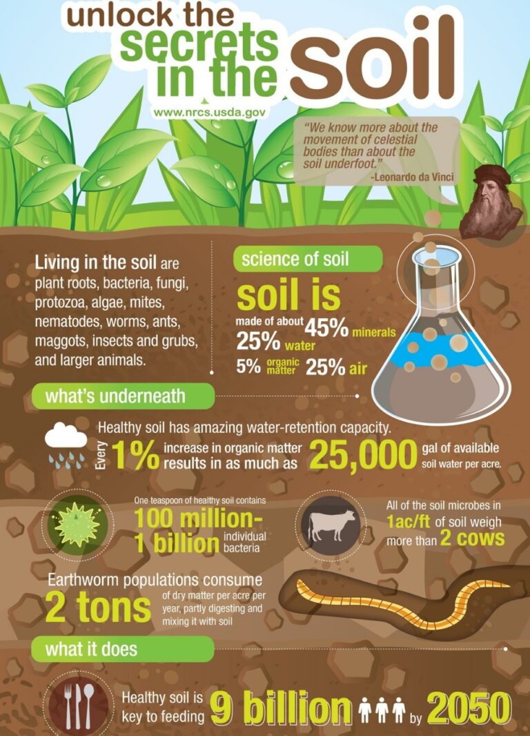 Importance of Soil - Class Notes
