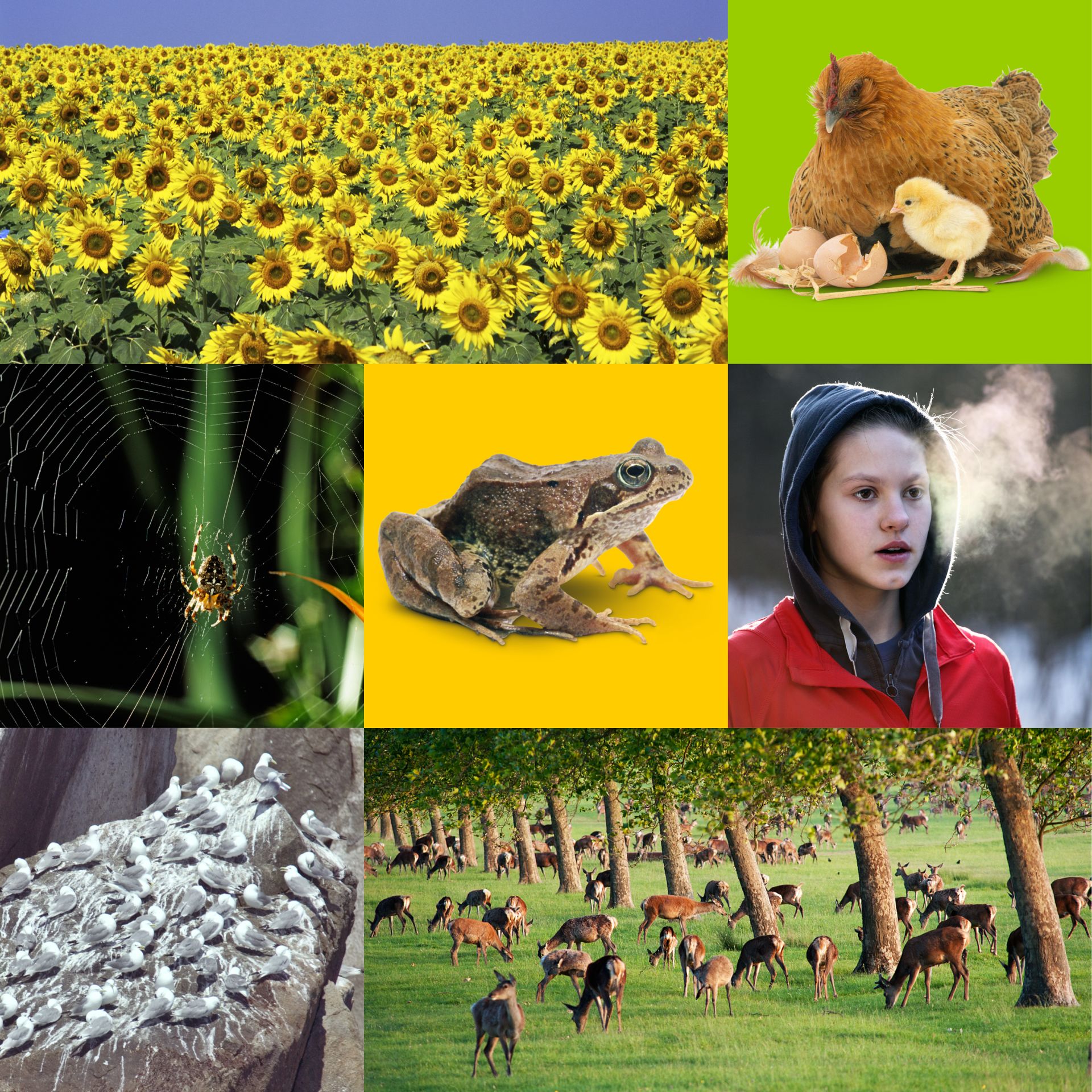 Introduction to Living Things - Class Notes