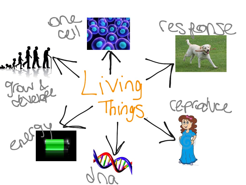Introduction to Living Things - Class Notes