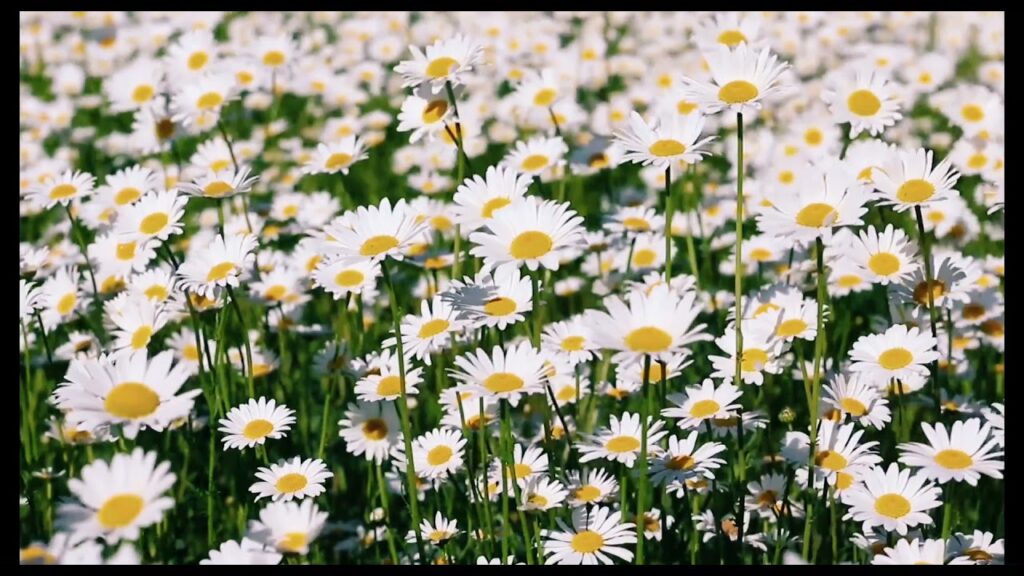 Singular And Plural - ClassNotes.ng