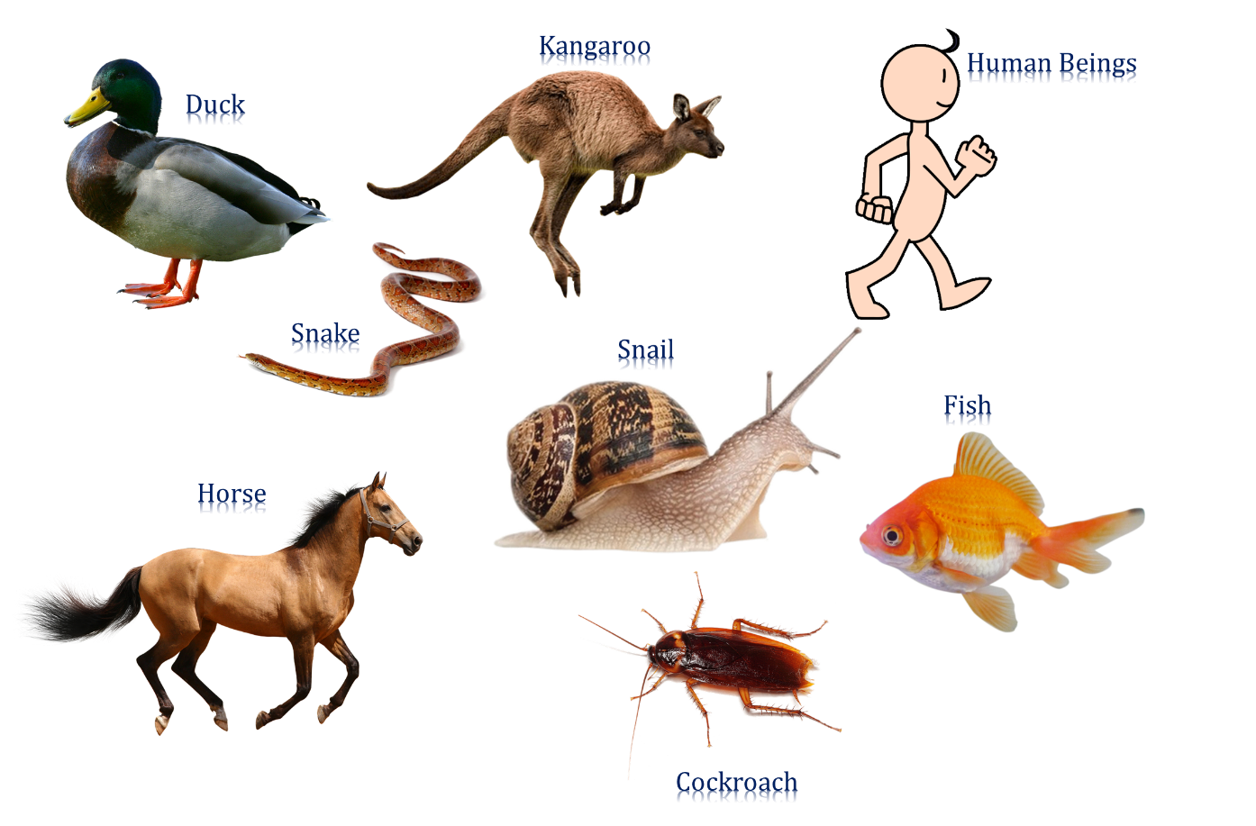 Animals | Discussing Characteristics - Class Notes