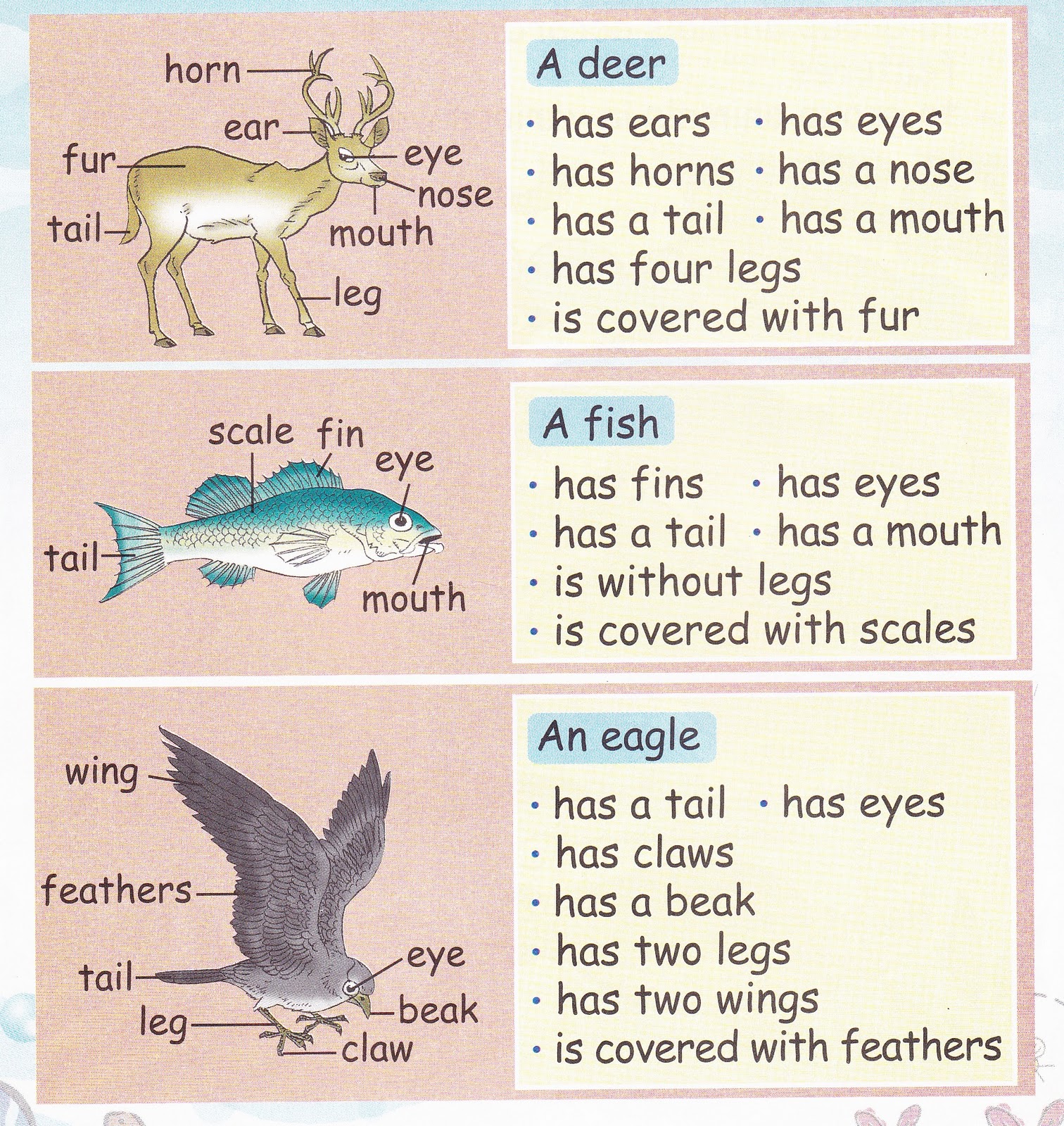 Animal | Observing the Features - Class Notes