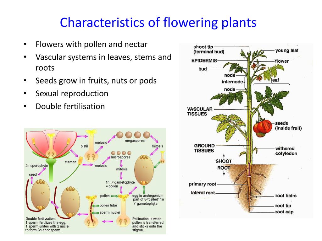 Plants | Discussing the Characteristics - ClassNotes.ng