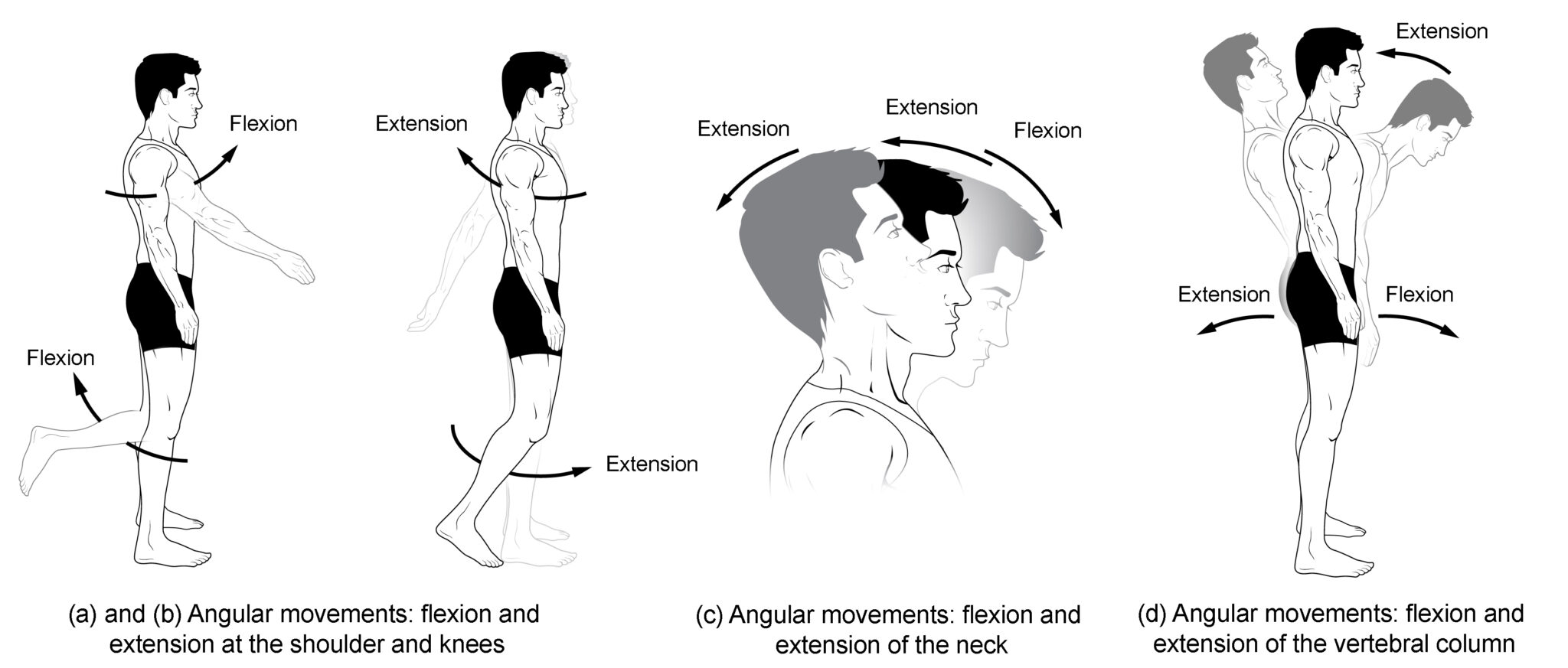 Movement of Our Body - Shooting, Heading, Bending, and Stretching ...