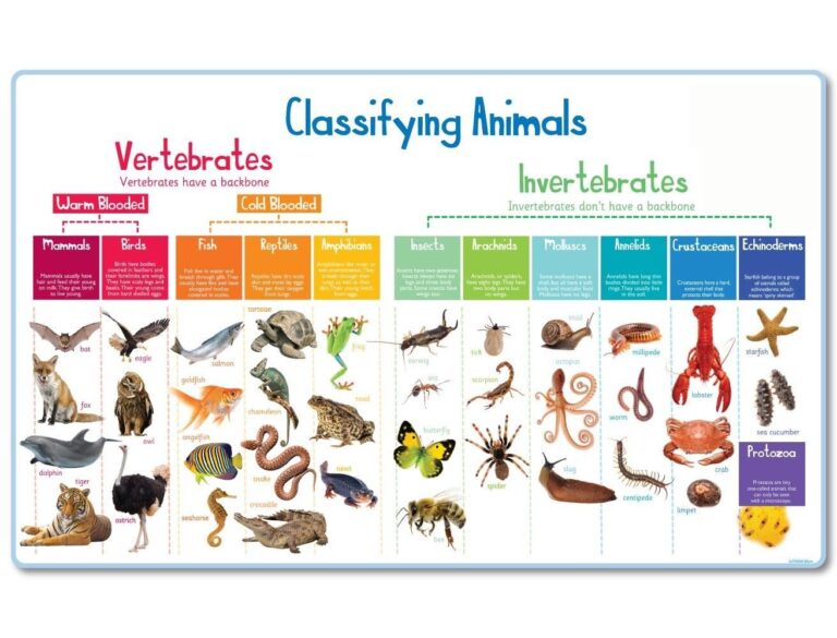 Animals | identifying Animal Traits - ClassNotes.ng