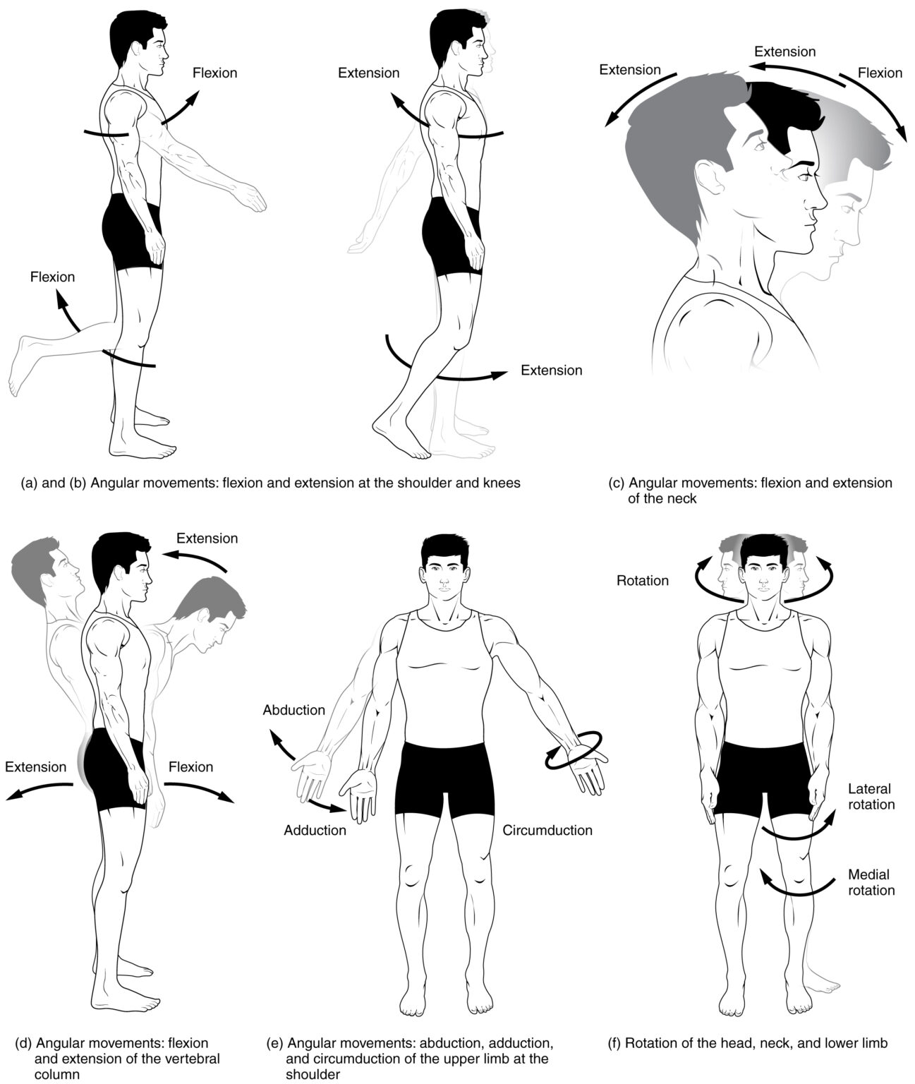 Basic Movements - moving our body parts - Class Notes