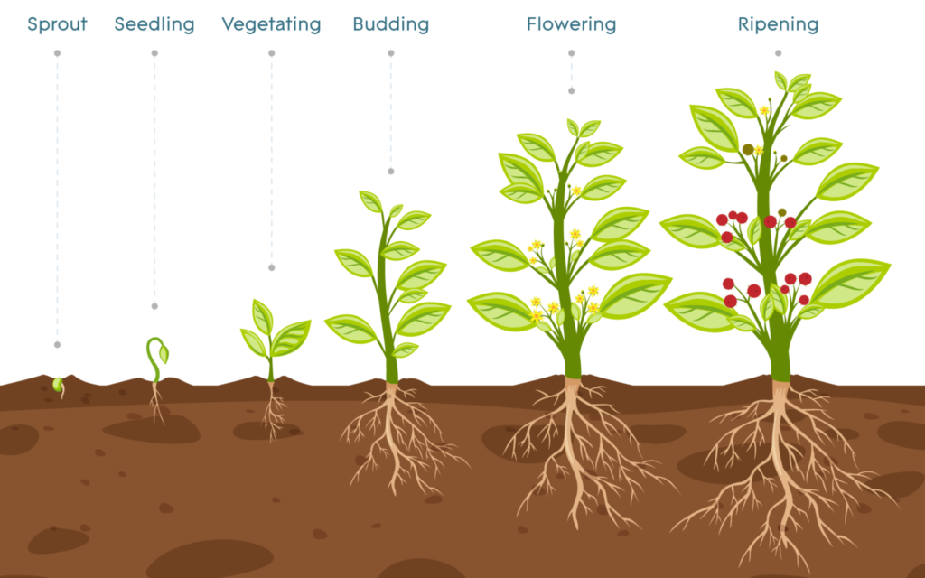 Plants | Explaining Growth and Irritability - ClassNotes.ng