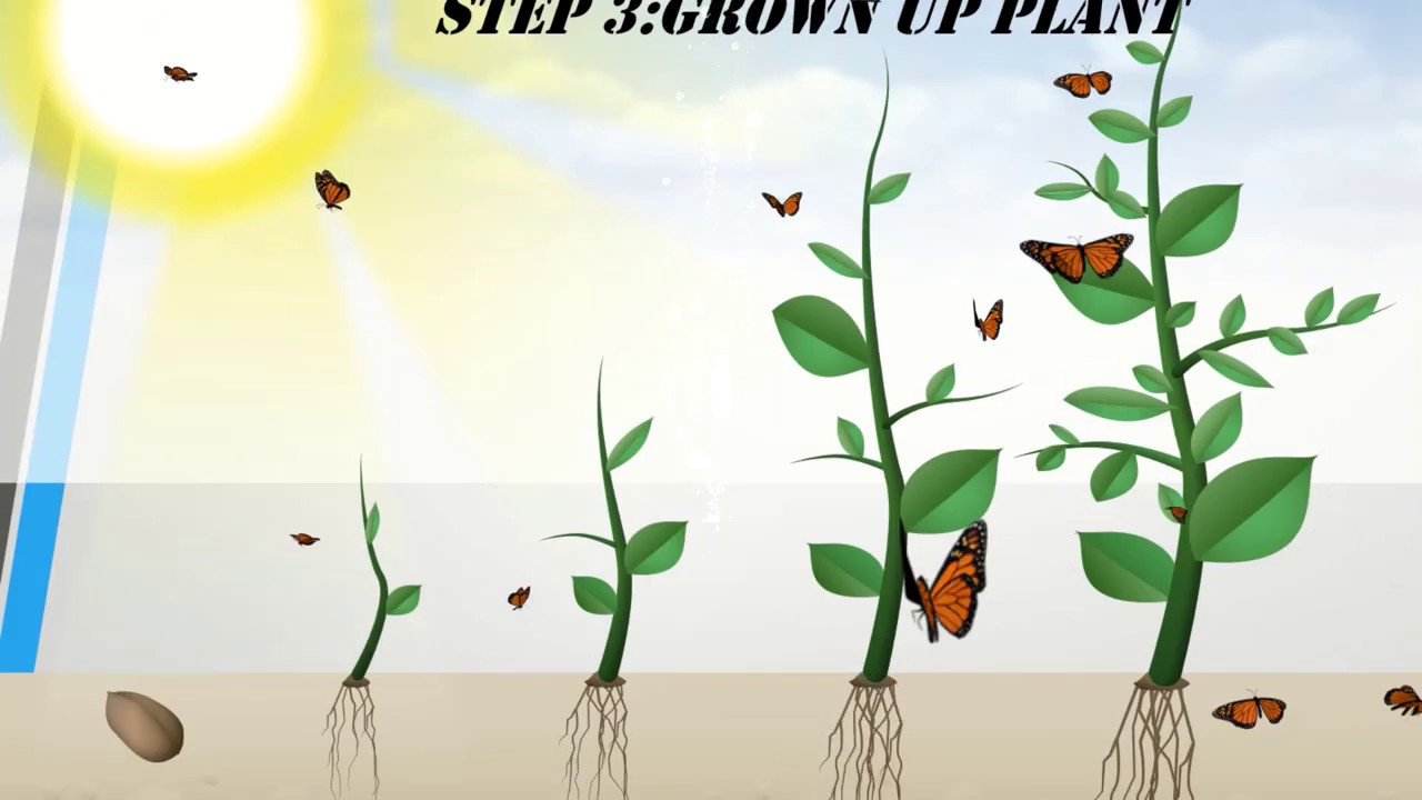 Plants | Explaining Growth and Irritability - Class Notes