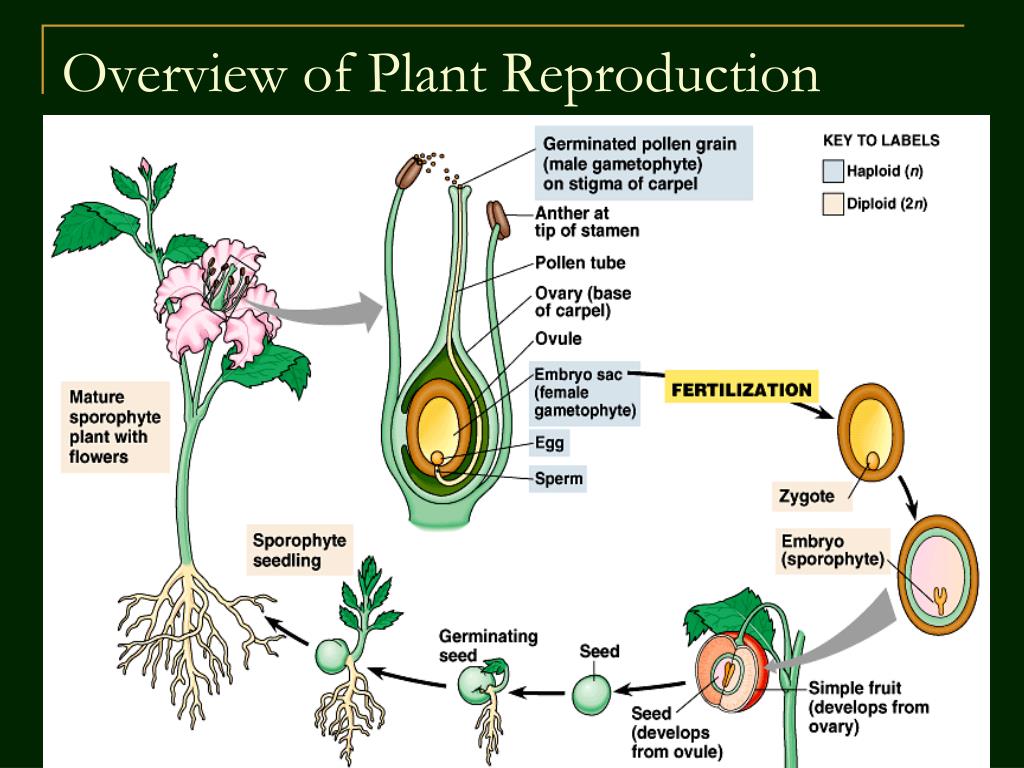 Plants | Explaining Reproduction - ClassNotes.ng