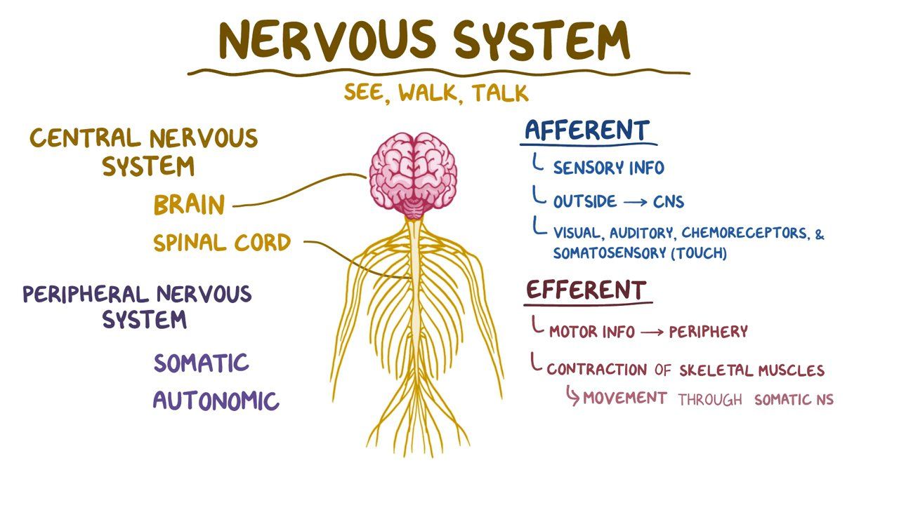The Nervous System - Class Notes