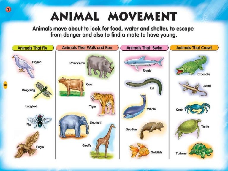 Moving our Body Parts - Different movements patterns made by animals ...