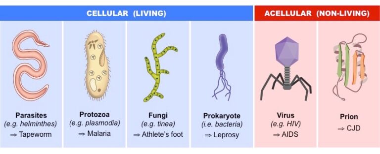 Pathogens II - Class Notes