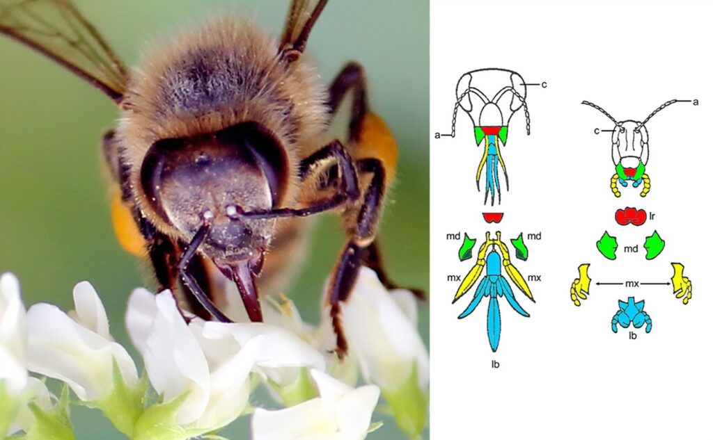 Classification of Insect Pest Based on Mouth Parts - ClassNotes.ng