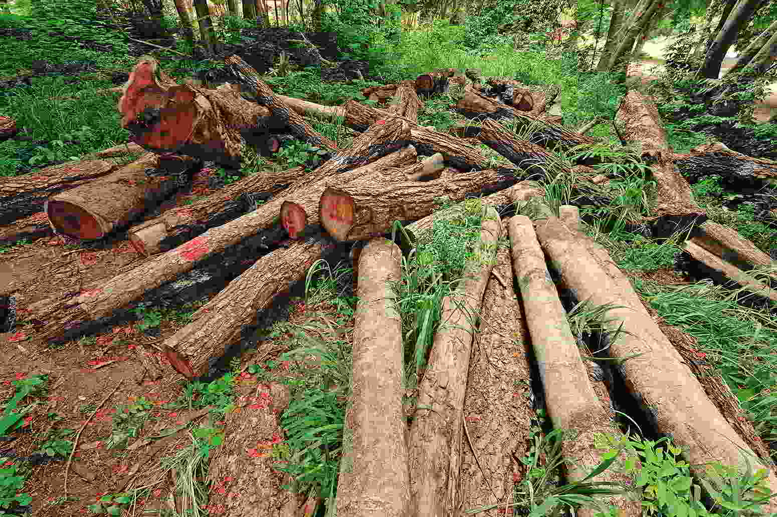 Human Activities that Affect the Forest - ClassNotes.ng