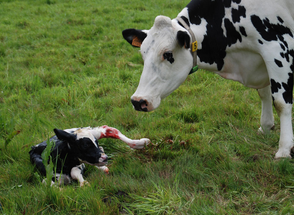 Effects of Disease on Farm Animals - Class Notes
