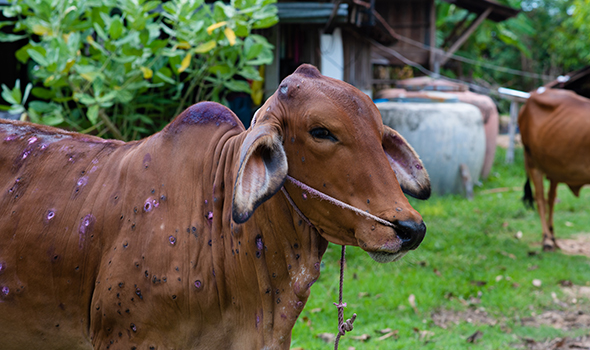 The Symptoms of Farm Animal Diseases – ClassNotes.ng