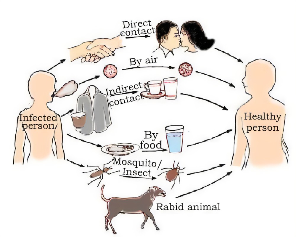 Modes of Transmission of Farm Animal Diseases - ClassNotes.ng