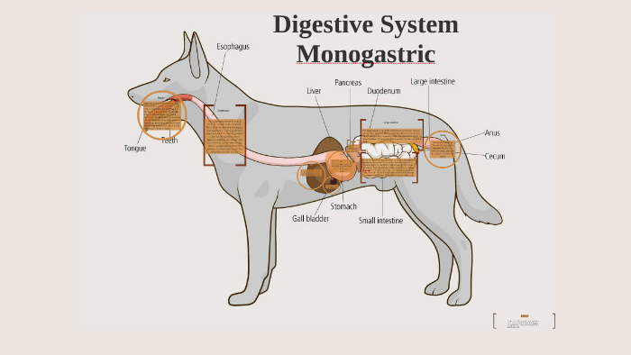 Classification of Farm Animals - Class Notes