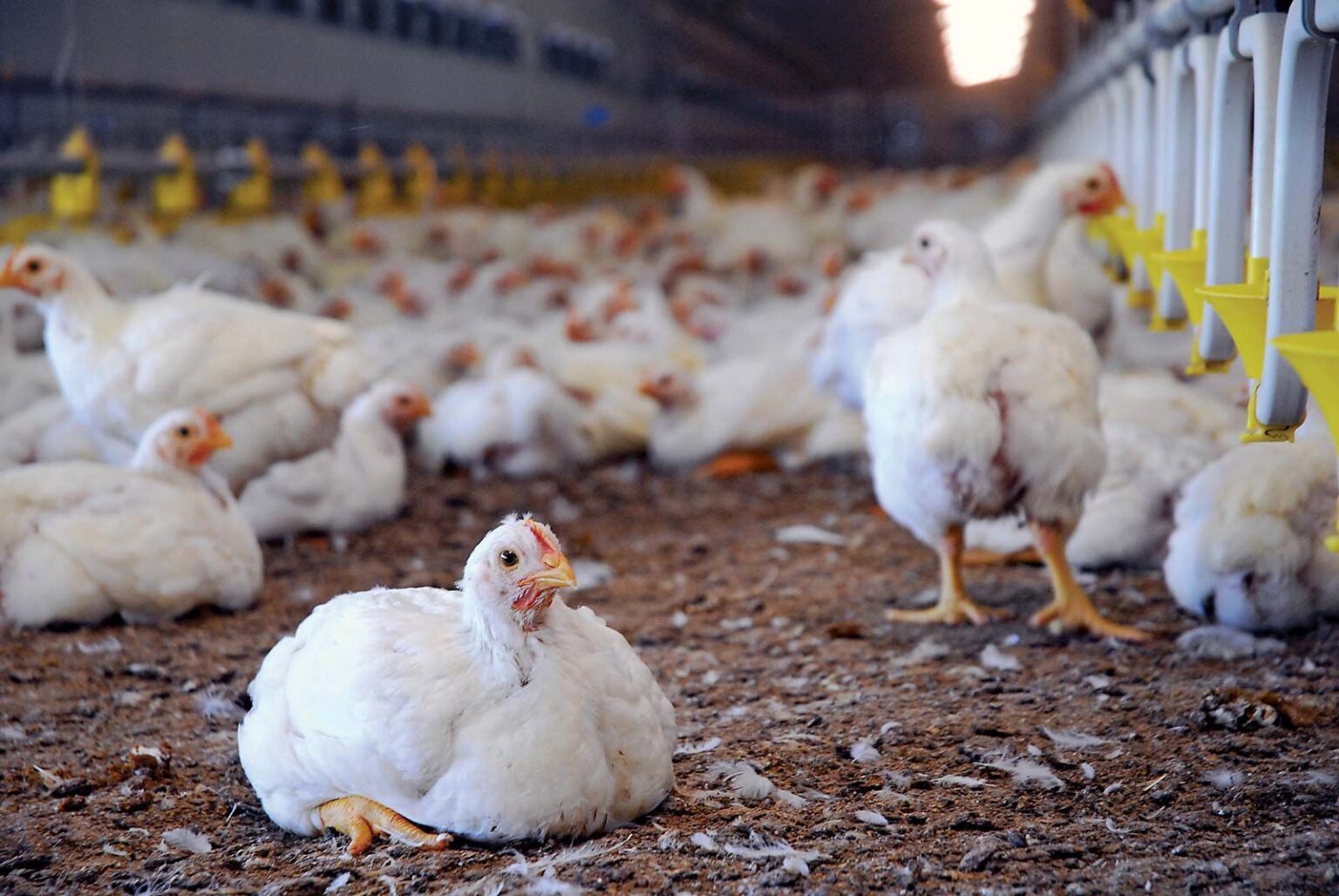 Basic Characteristics of Farm Animals - Class Notes