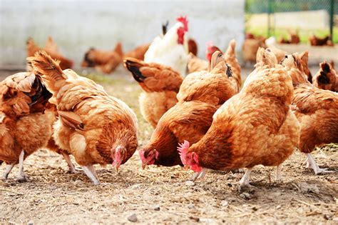 Types of Farm Animals - Class Notes