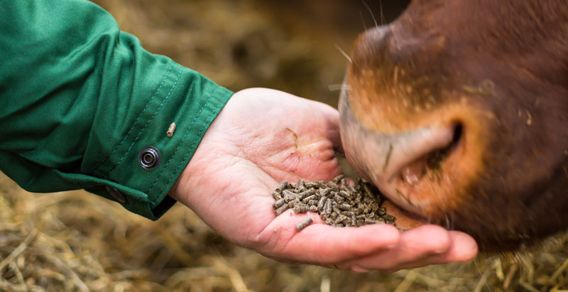 Meaning and Types of Feeds - Class Notes