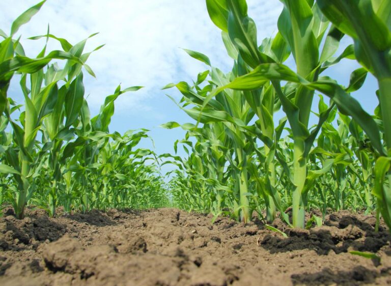 Classification of Crops Based on Life Span - ClassNotes.ng