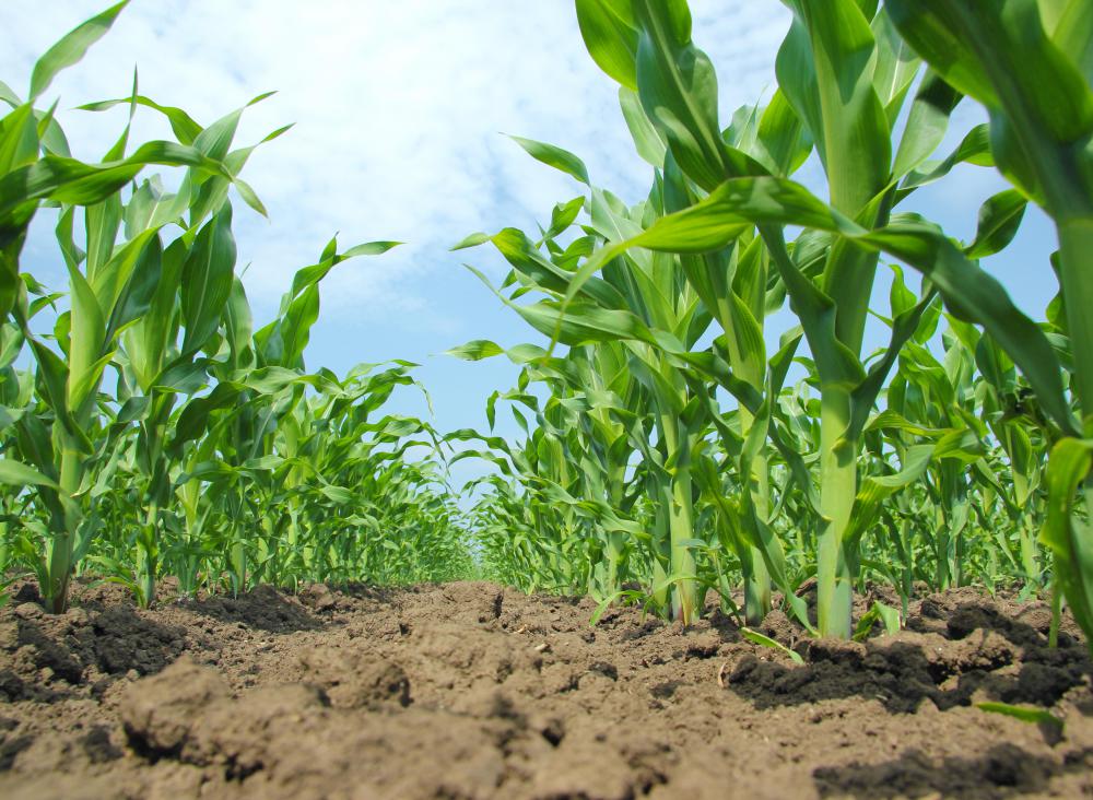 Classification of Crops Based on Life Span - Class Notes