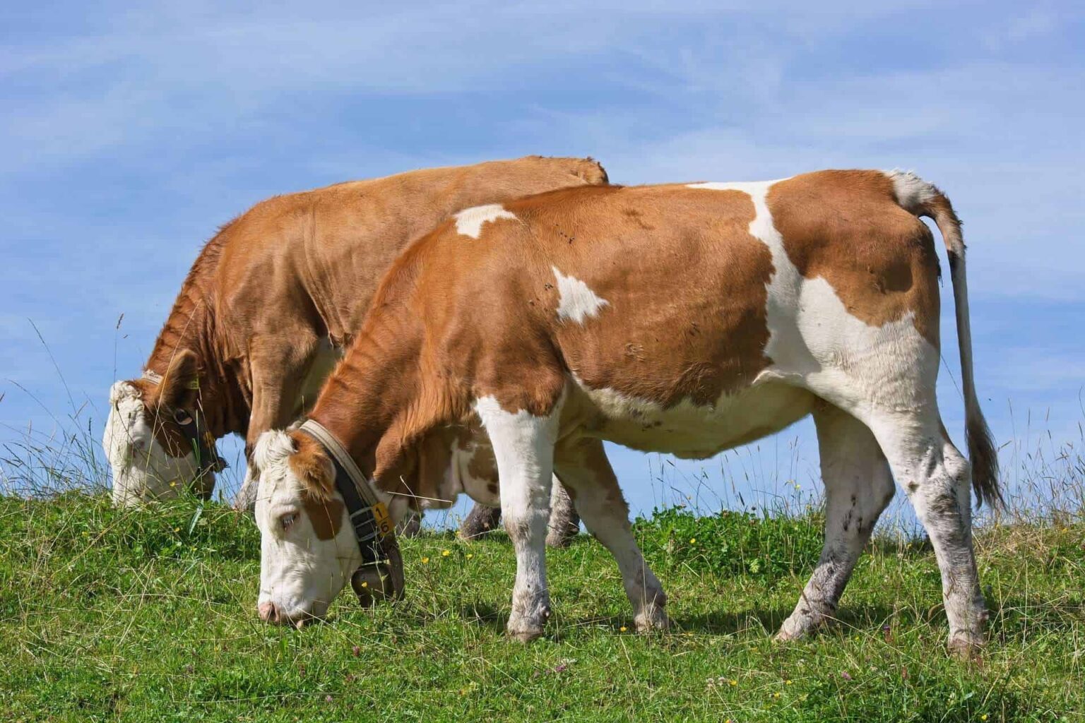 Basic Characteristics of Farm Animals - Class Notes