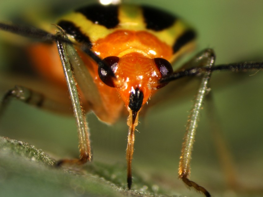 Classification of Insect Pest Based on Mouth Parts - ClassNotes.ng