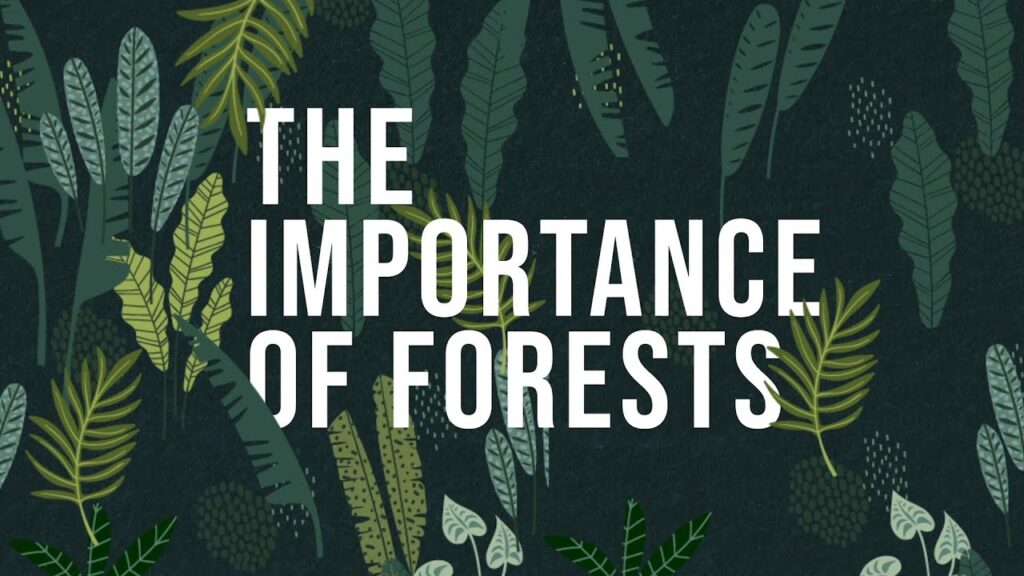 Meaning and Types of Forest - ClassNotes.ng