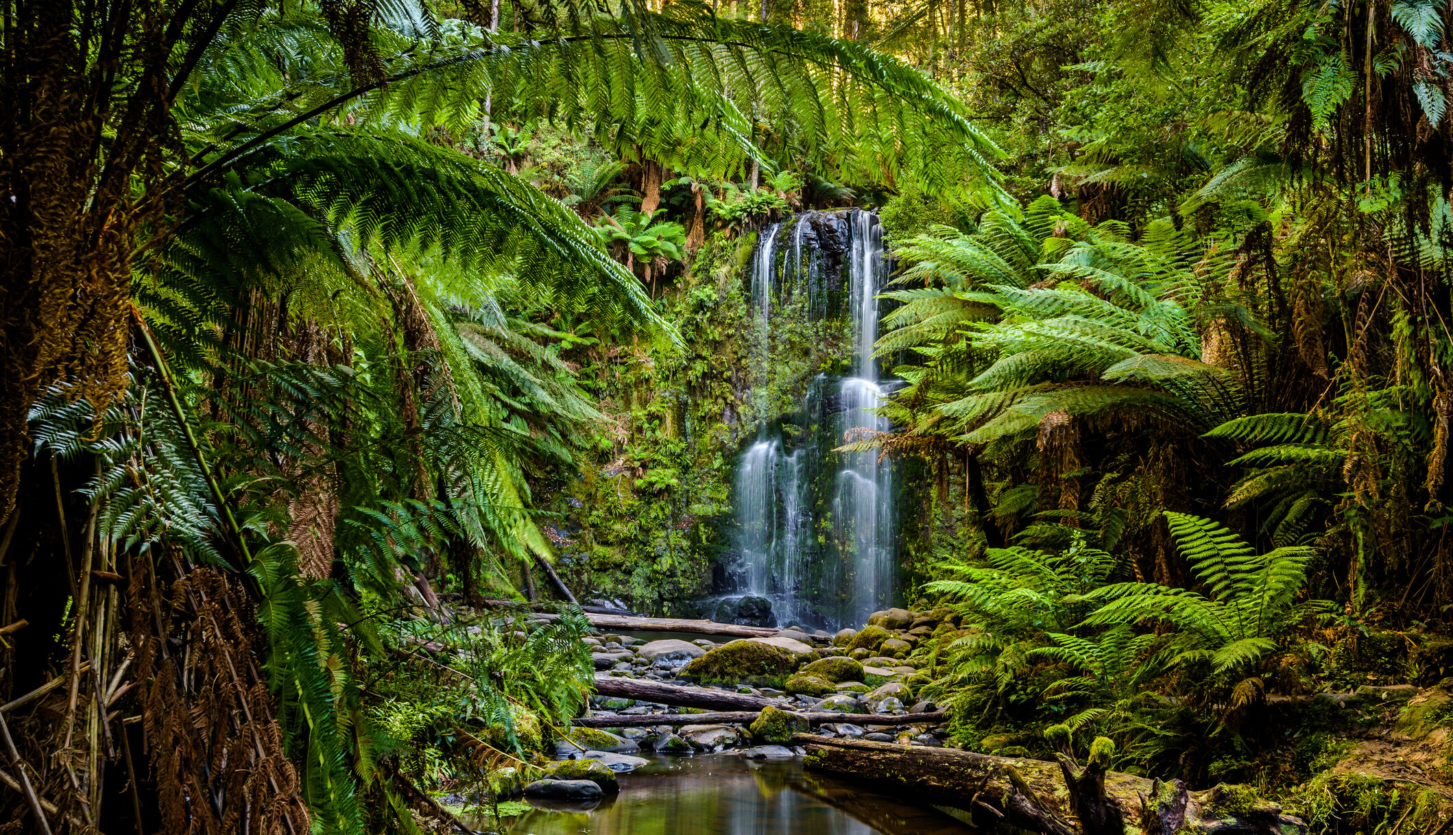 Effects of Forest on the Environment - Class Notes