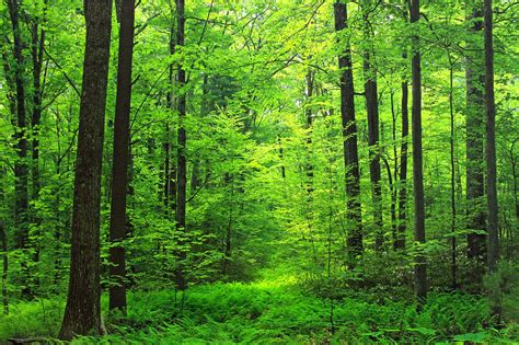 Meaning and Types of Forest - ClassNotes.ng