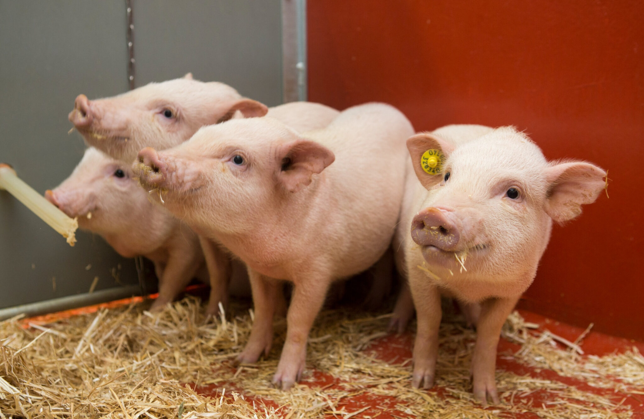 Types of Farm Animals - ClassNotes.ng