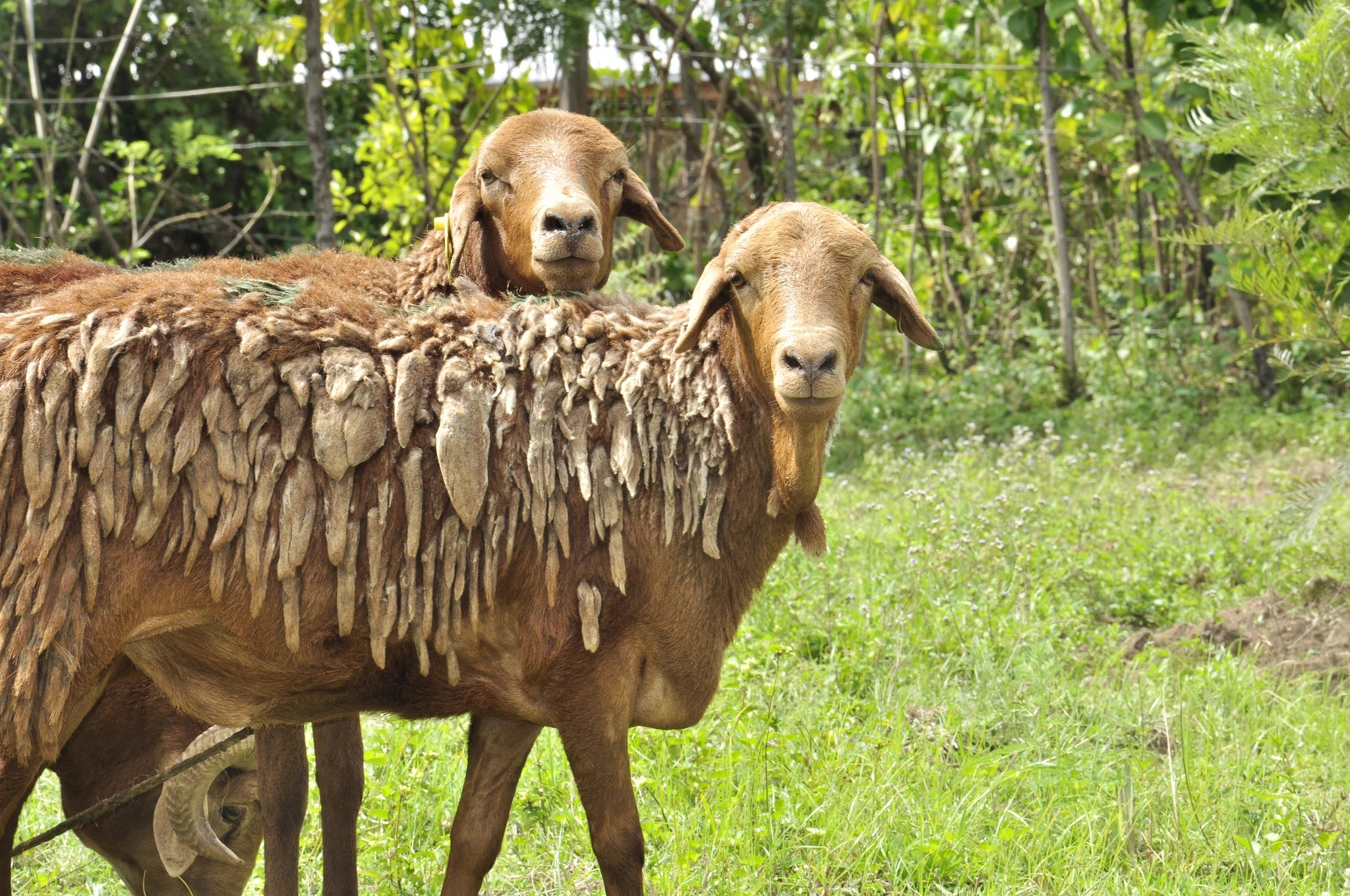 The Symptoms of Farm Animal Diseases - Class Notes